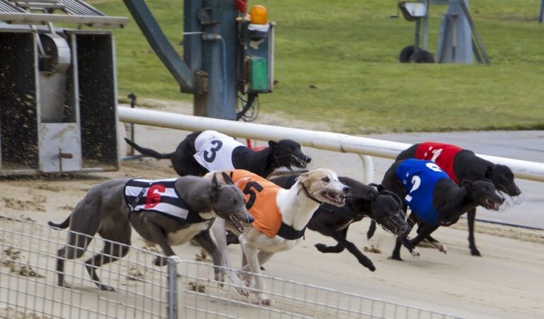 A Guide To Mastering Greyhound Racing| Sports Economist
